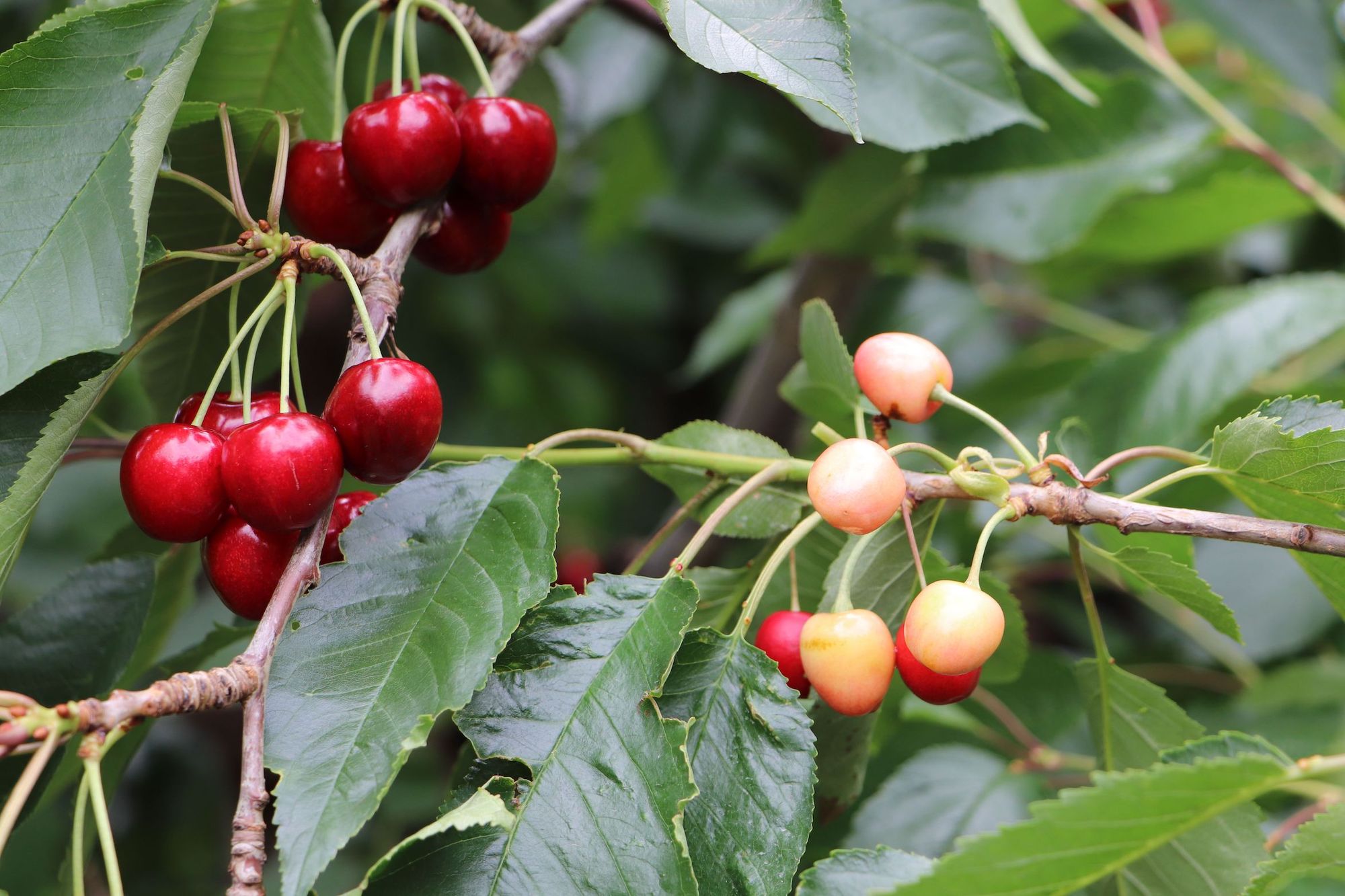 X-disease and Little Cherry virus scouting and Sample guide